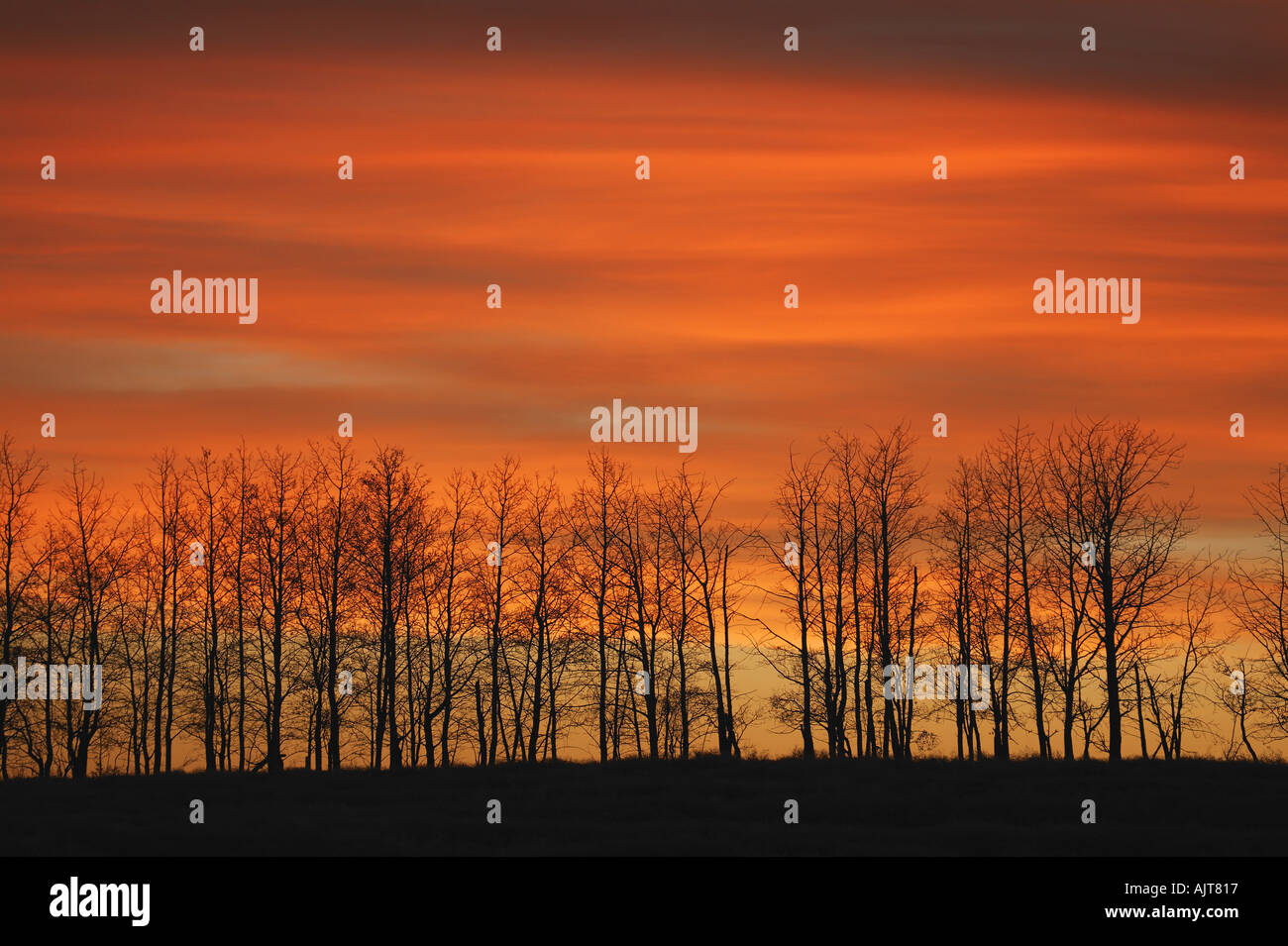 Silhouette of trees against sunset Stock Photo - Alamy