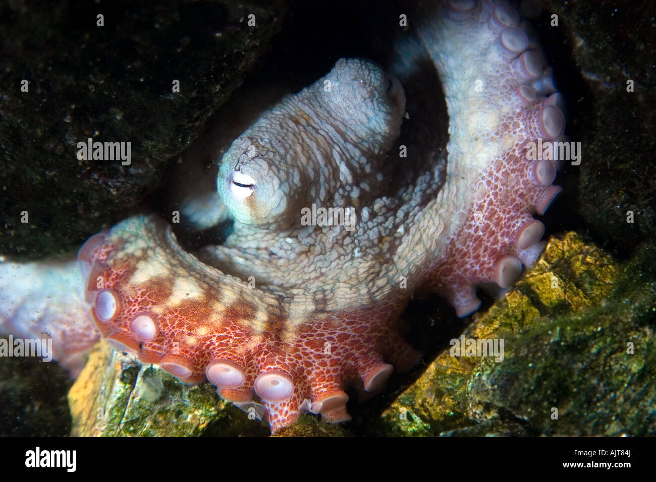 Octopus Octopus insularis St Peter and St Paul s rocks Brazil Atlantic ...