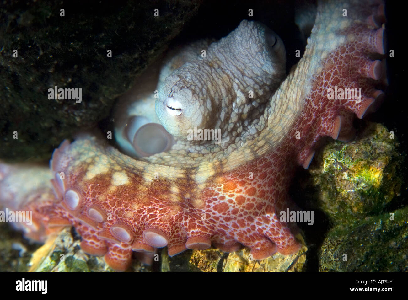 Octopus Octopus insularis St Peter and St Paul s rocks Brazil Atlantic ...