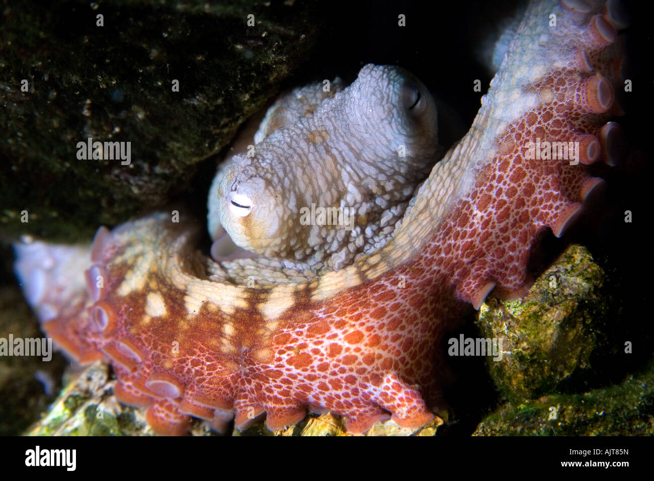Octopus Octopus insularis St Peter and St Paul s rocks Brazil Atlantic ...