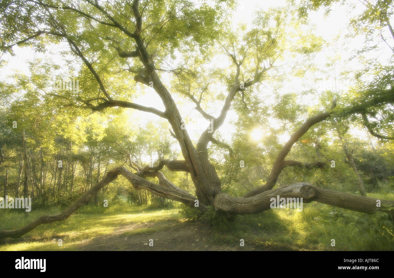 Spider like tree Stock Photo - Alamy