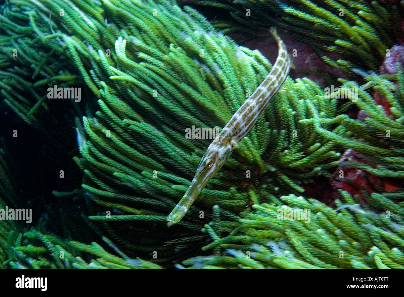 Trumpetfish Aulostomus strigosus lurks in green algae Caulerpa racemosa ...