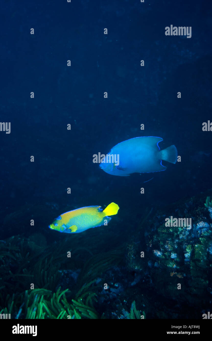 Pair of queen angelfish Holacanthus ciliaris including rare blue ...