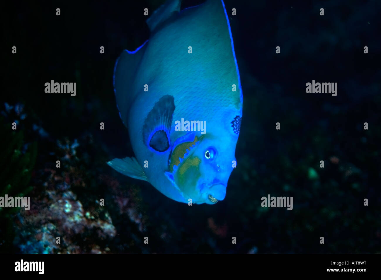 Fish inbreeding hi-res stock photography and images - Alamy