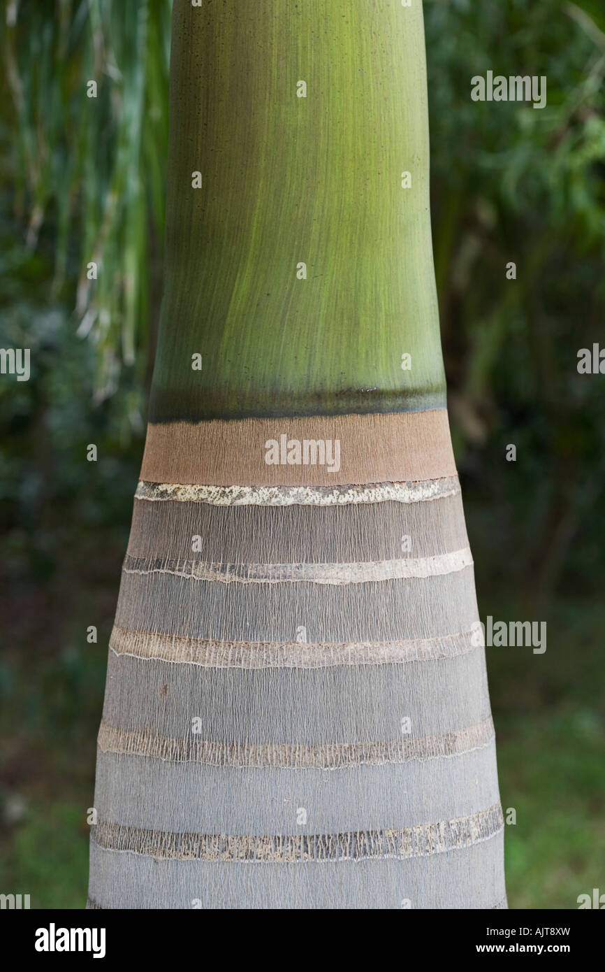 Cocos nucifera. Close up of the growth of a coconut palm tree trunk in ...