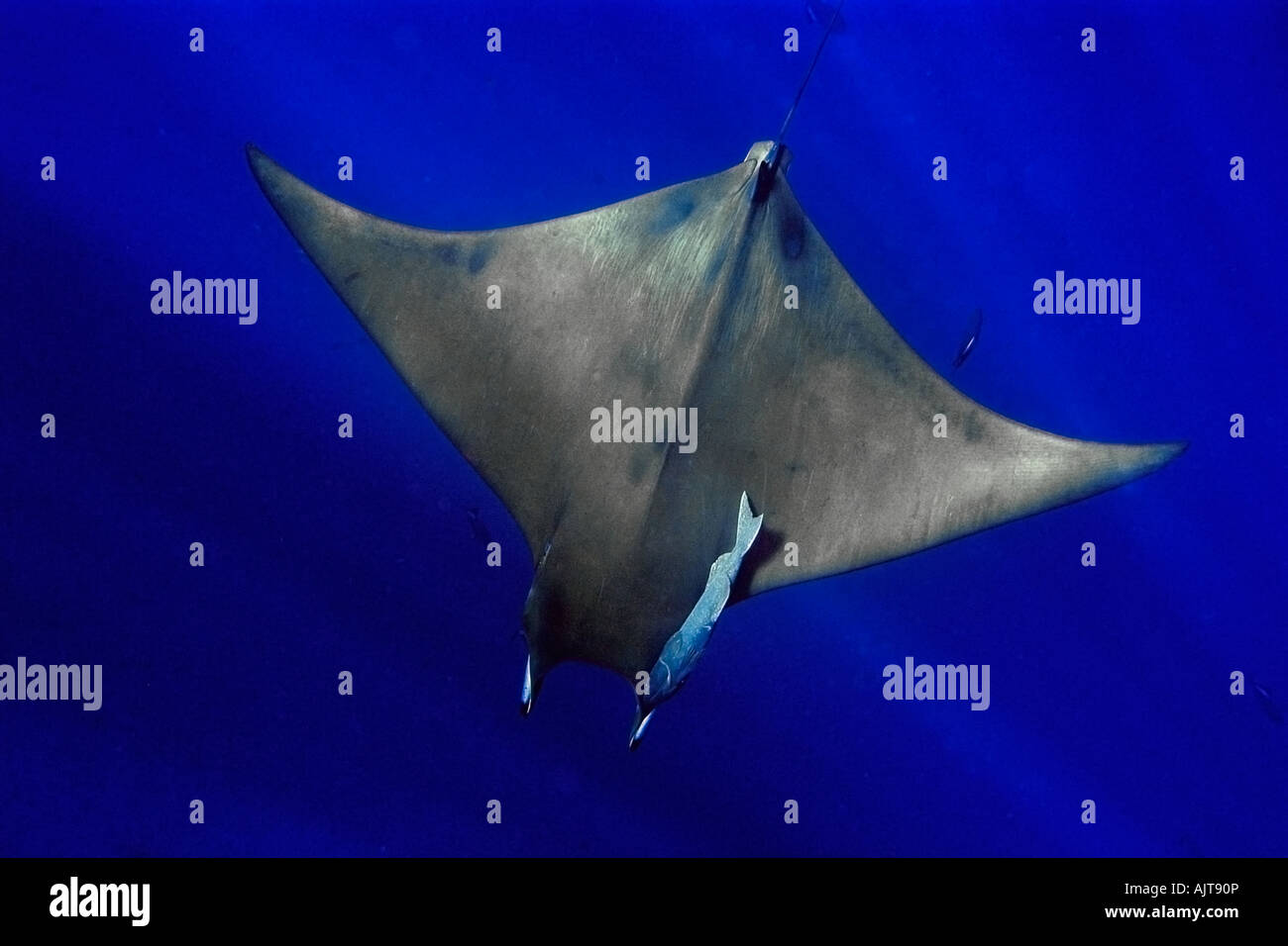 Sicklefin devil mobula ray Mobula tarapacana St Peter and St Paul s ...