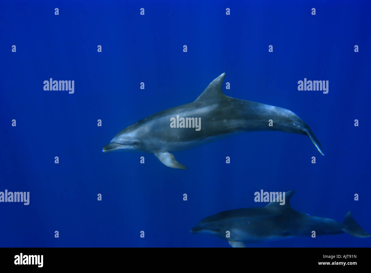 Peter dolphin hi-res stock photography and images - Alamy