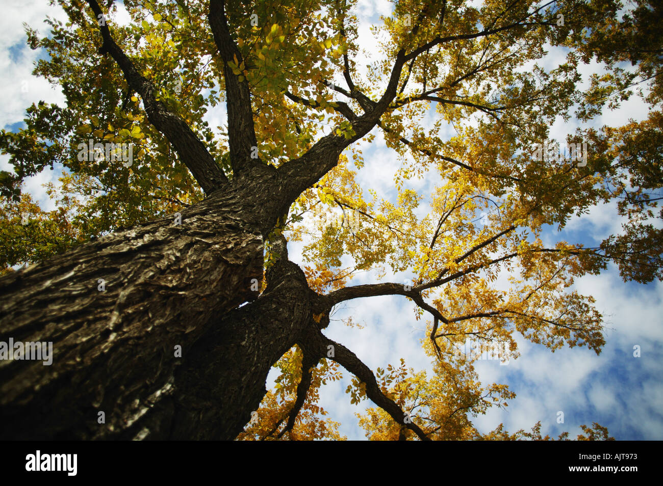 Tree branches against sky background Stock Photo - Alamy