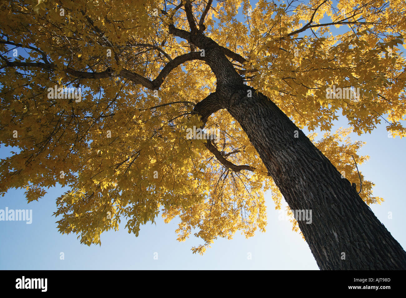 Foliage sprays hi-res stock photography and images - Alamy