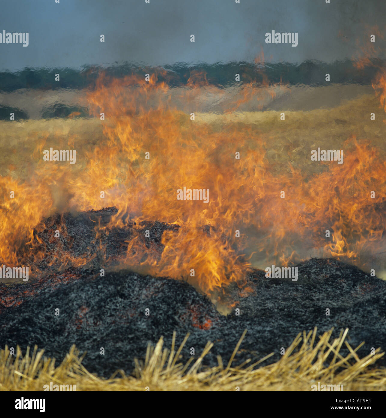 Flames from straw burning after a cereal harvest now banned in the EEC ...