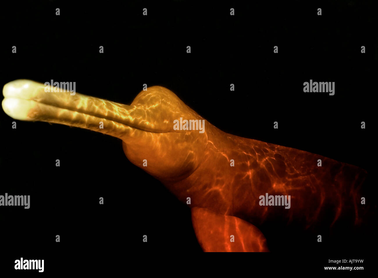 Pink river dolphin or boto Inia geoffrensis Negro River Amazonas Brazil ...