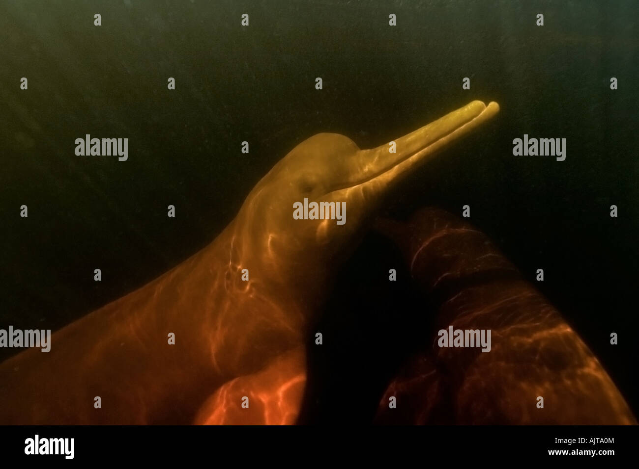 Pink river dolphin or boto Inia geoffrensis Negro River Amazonas Brazil ...