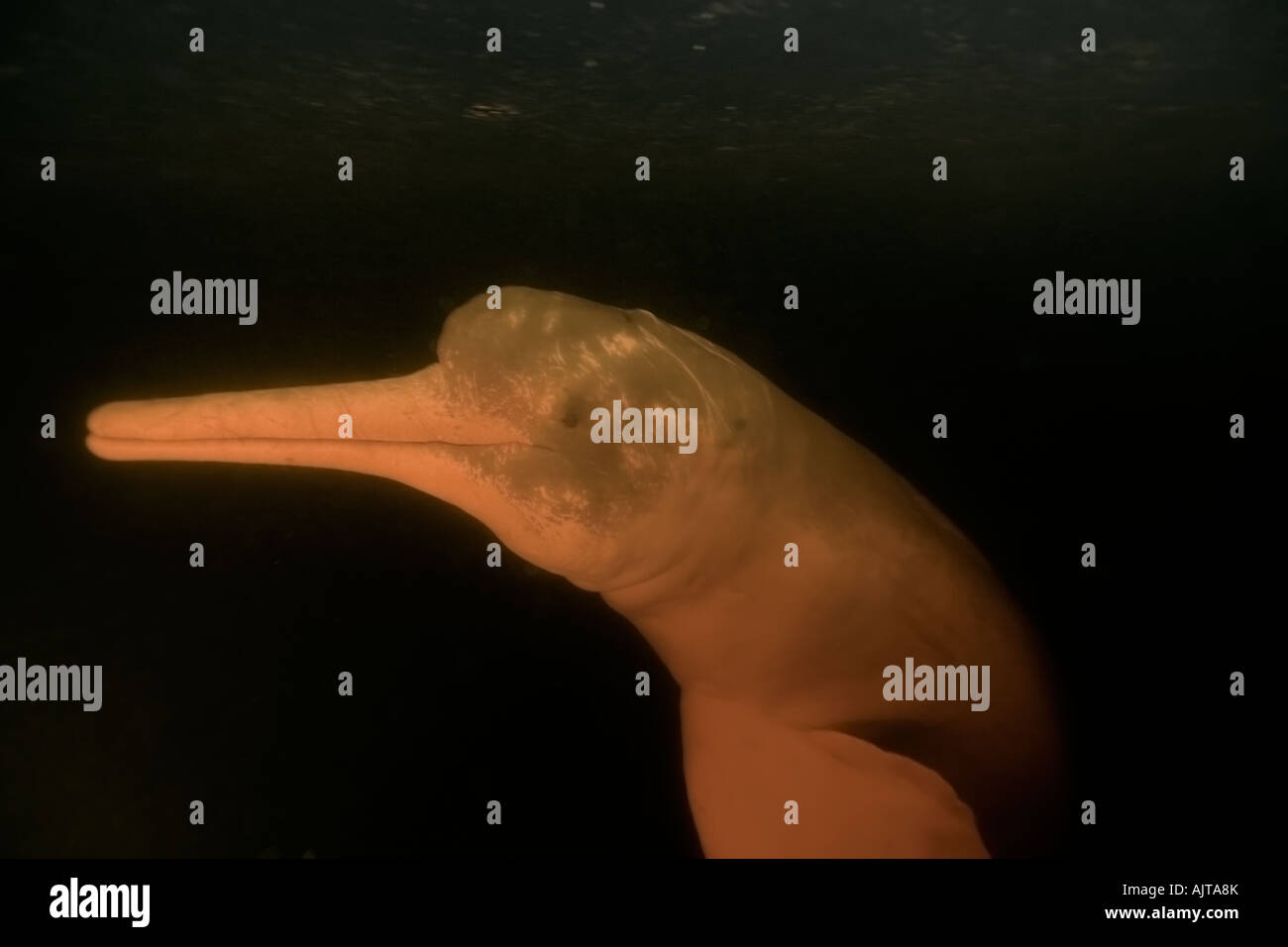 Pink river dolphin or boto Inia geoffrensis Negro River Amazonas Brazil ...