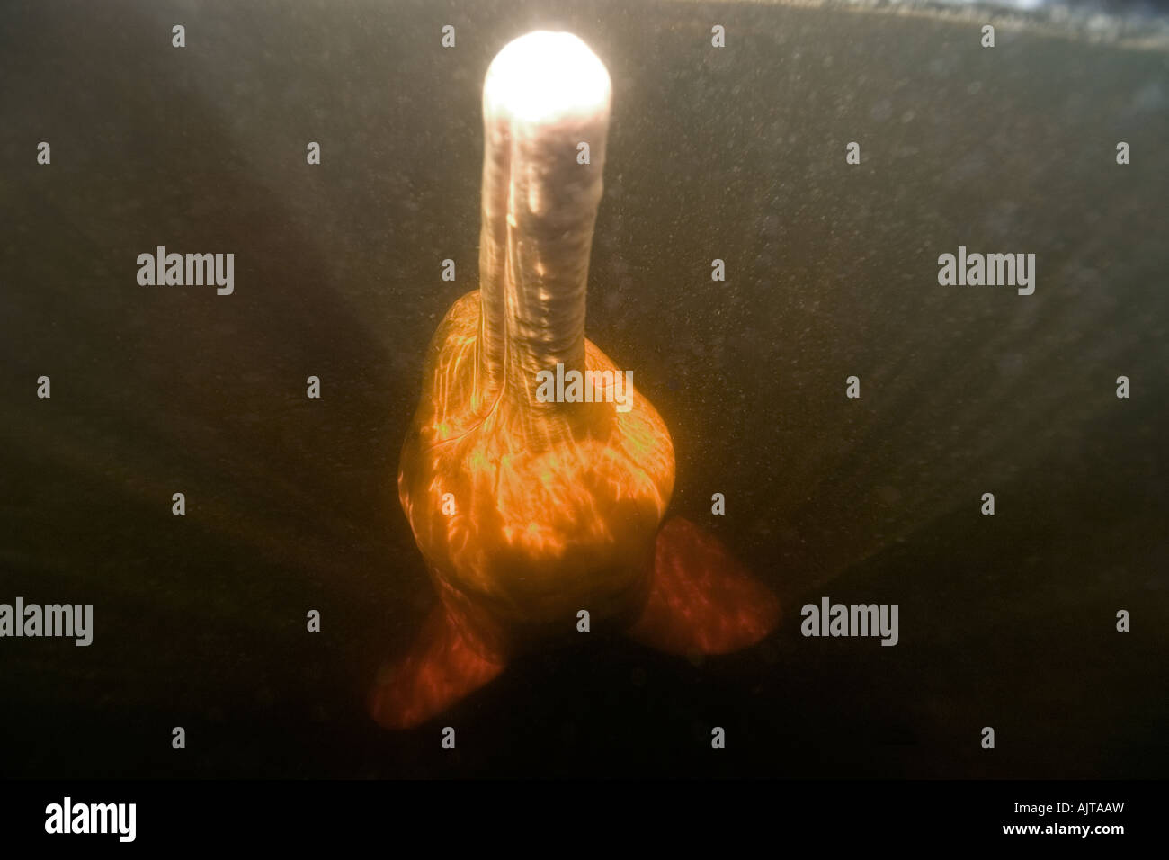 Pink river dolphin or boto Inia geoffrensis Negro River Amazonas Brazil ...