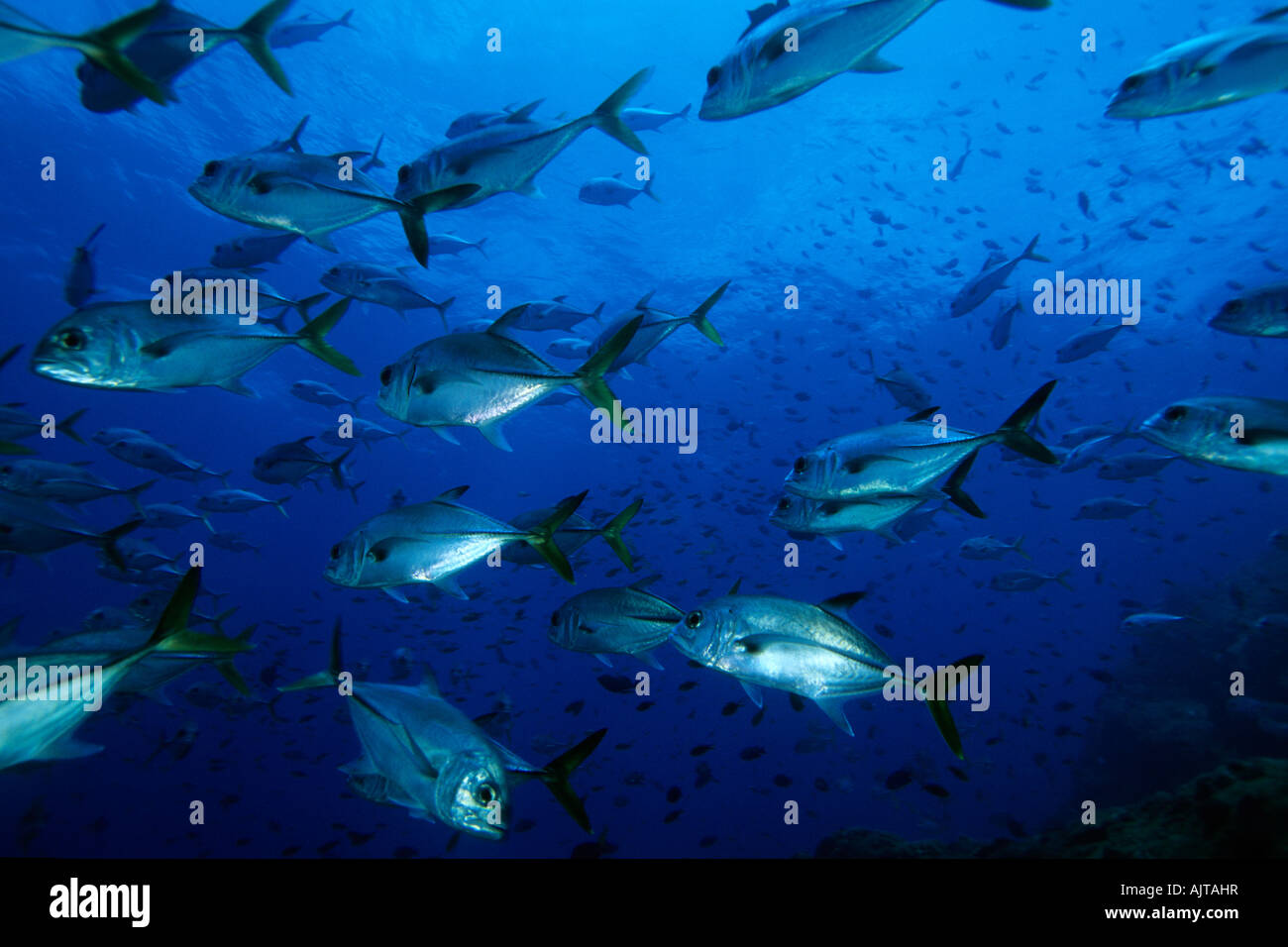 Fernando de noronha fish hi-res stock photography and images - Alamy