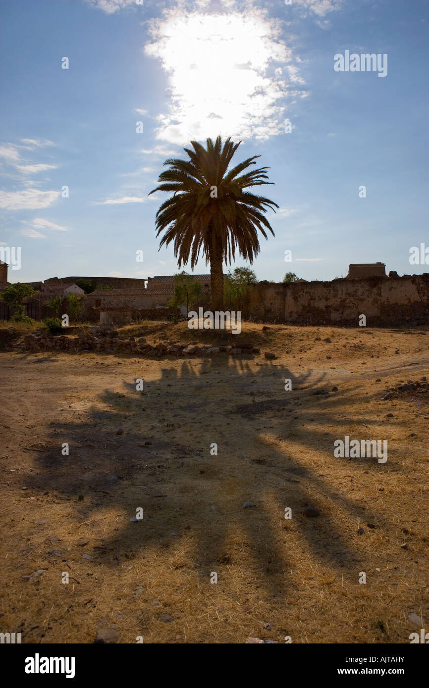 Lonely Palm Tree in the country Stock Photo - Alamy