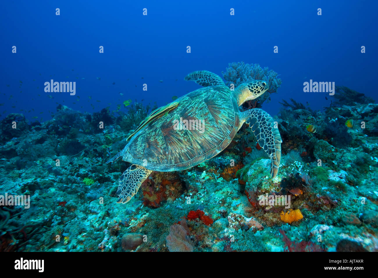 Green turtles indian ocean hi-res stock photography and images - Alamy