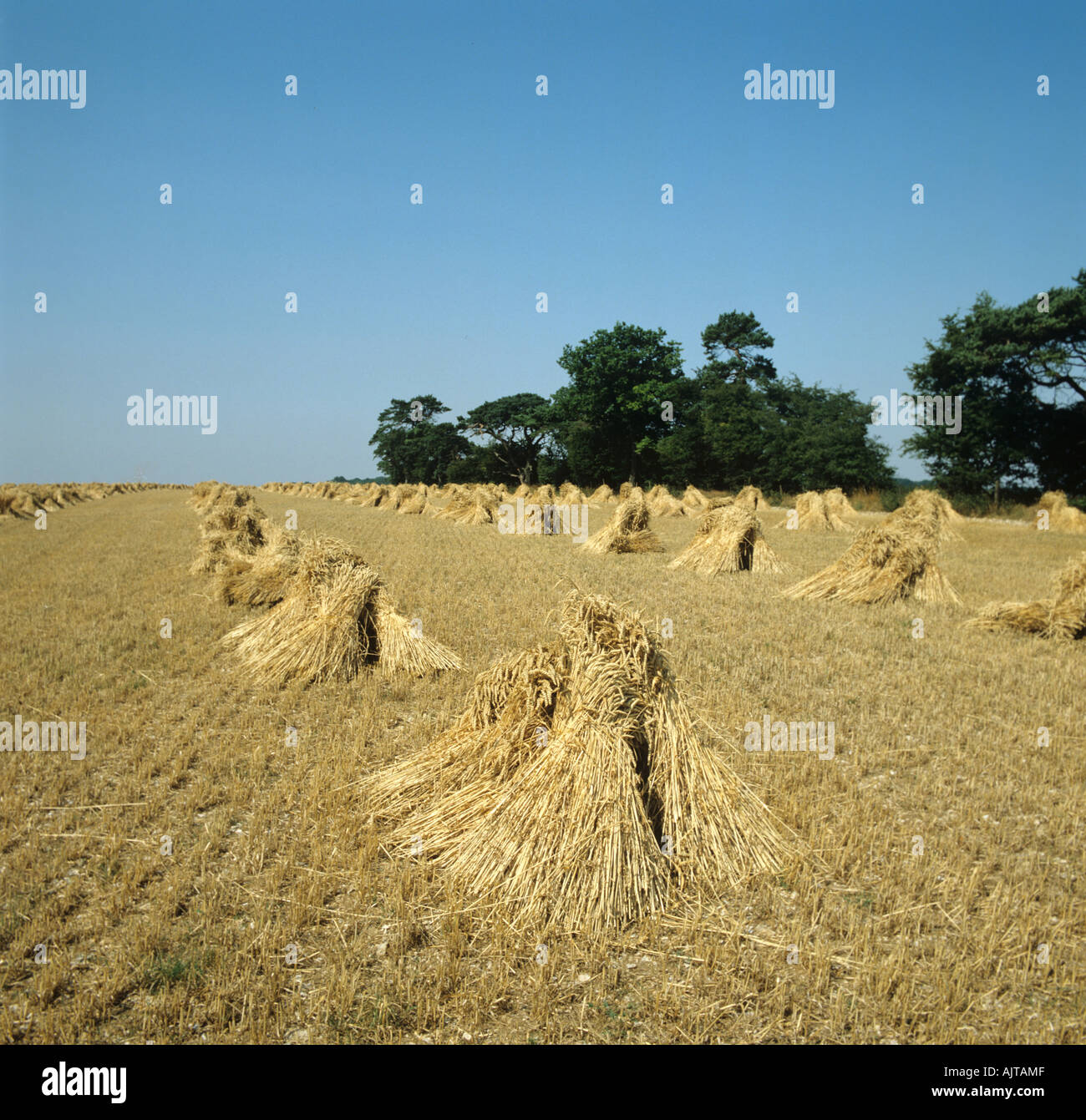 Sheaves of wheat hi-res stock photography and images - Alamy