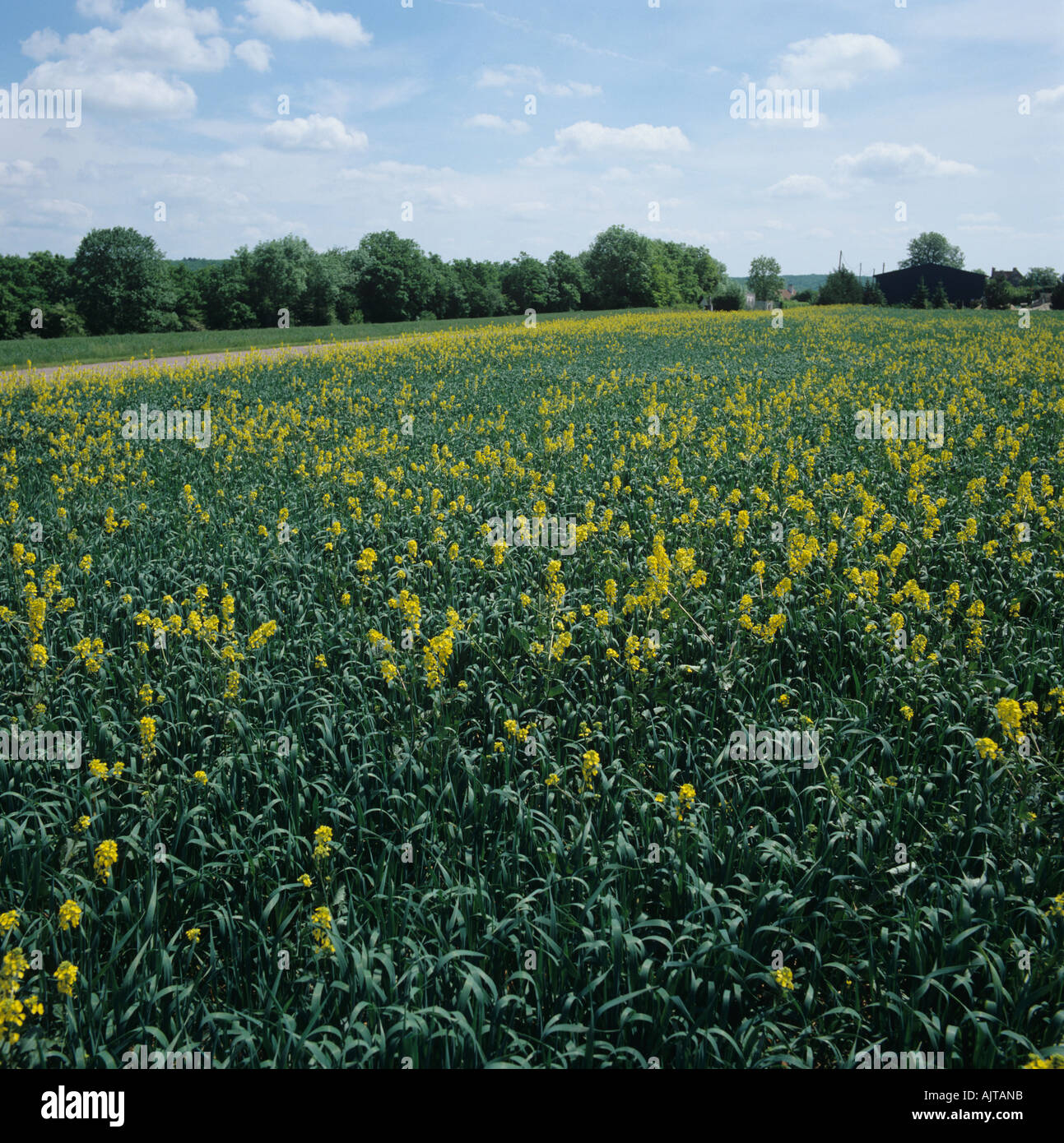 Charlock Sinapis arvensis weeds flowering in wheat crop at flag leaf ...