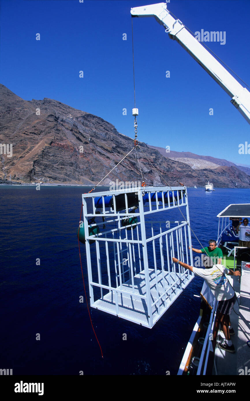 loading the shark cages to watch the great white shark Carcharodon ...