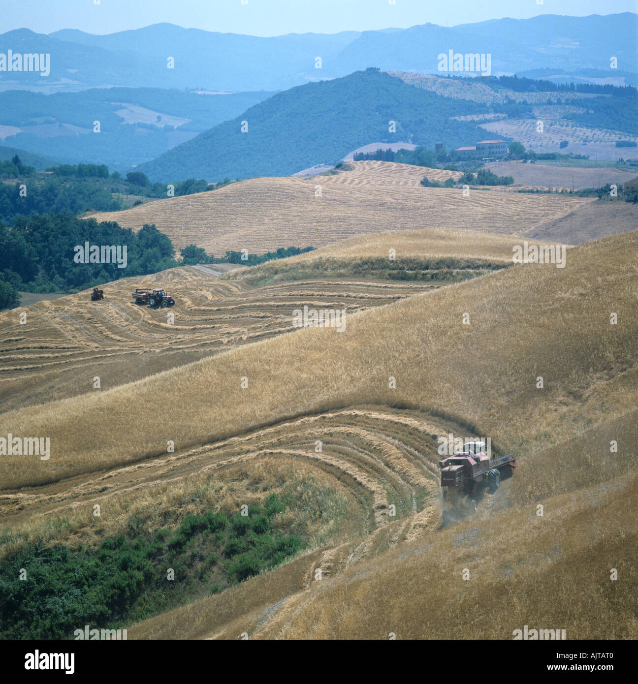 Fiat tilting table combine harvesting wheat on steep slopes in Tuscany ...