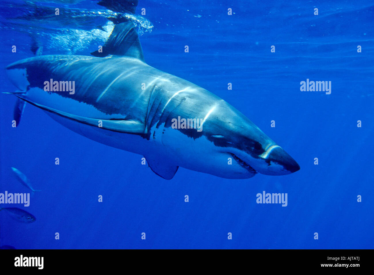 Carcharodon carcharias fish hi-res stock photography and images - Alamy