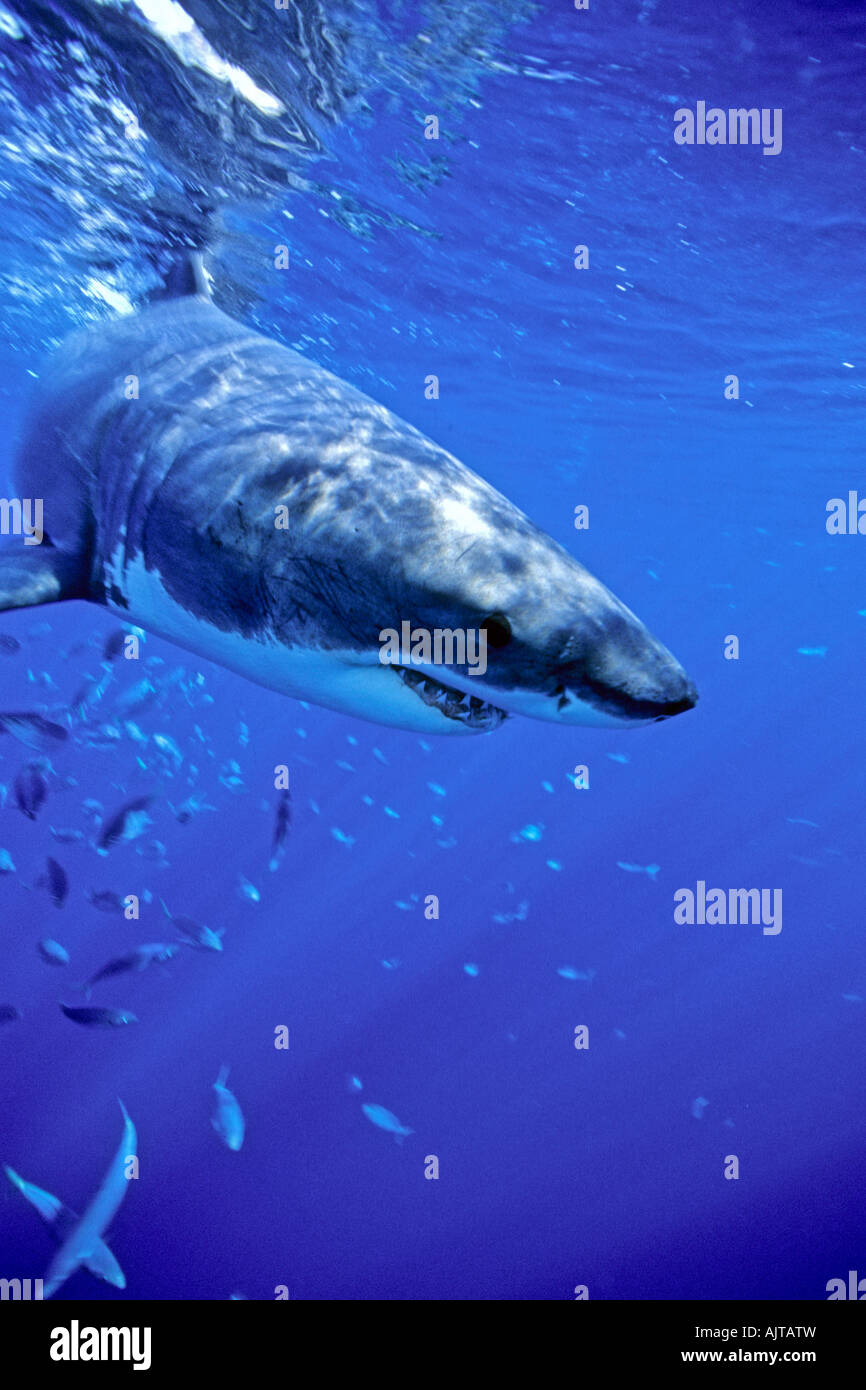 Carcharodon hi-res stock photography and images - Alamy