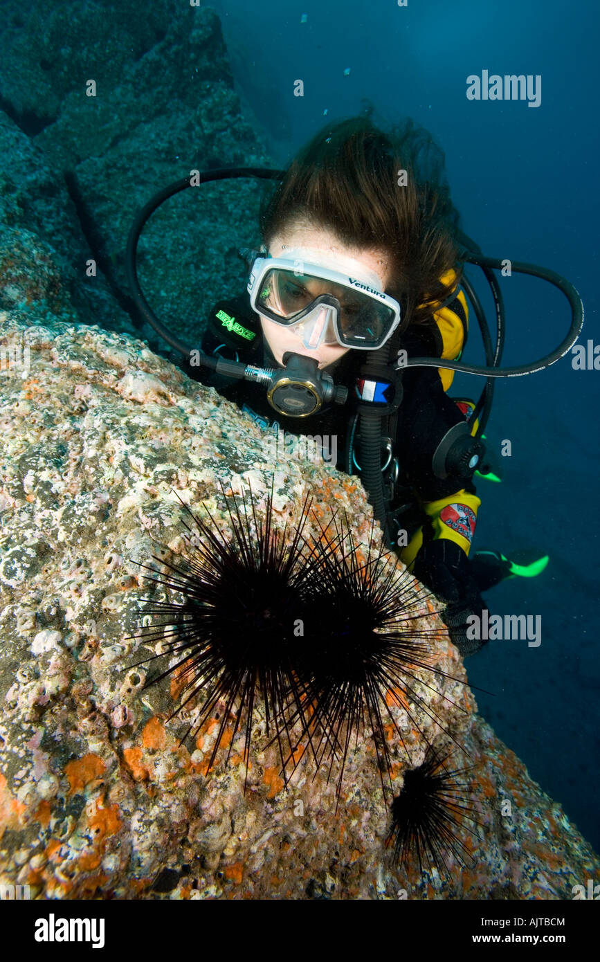 scuba diver with diadema sea urchin Centrostephanus longispinus Madeira ...