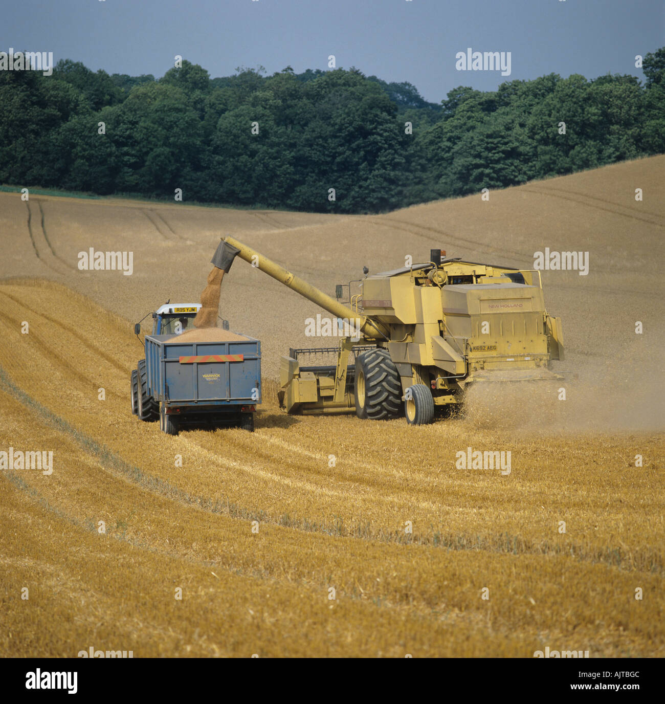 New Holland combine combining wheat crop and discharging to trailer ...