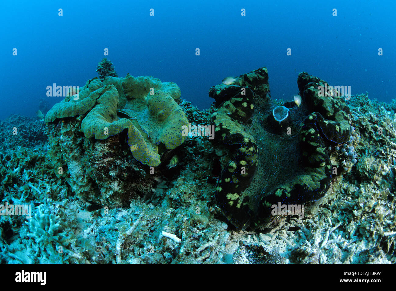 couple of giant clams tridacna gigas Micronesia Pacific Palau Stock ...