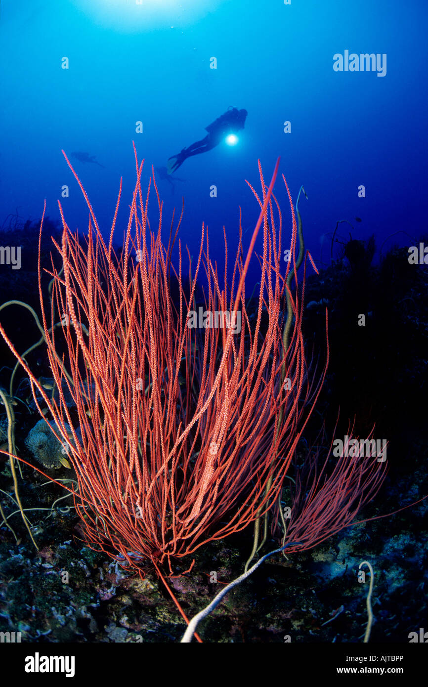 Different Color Sea Whip