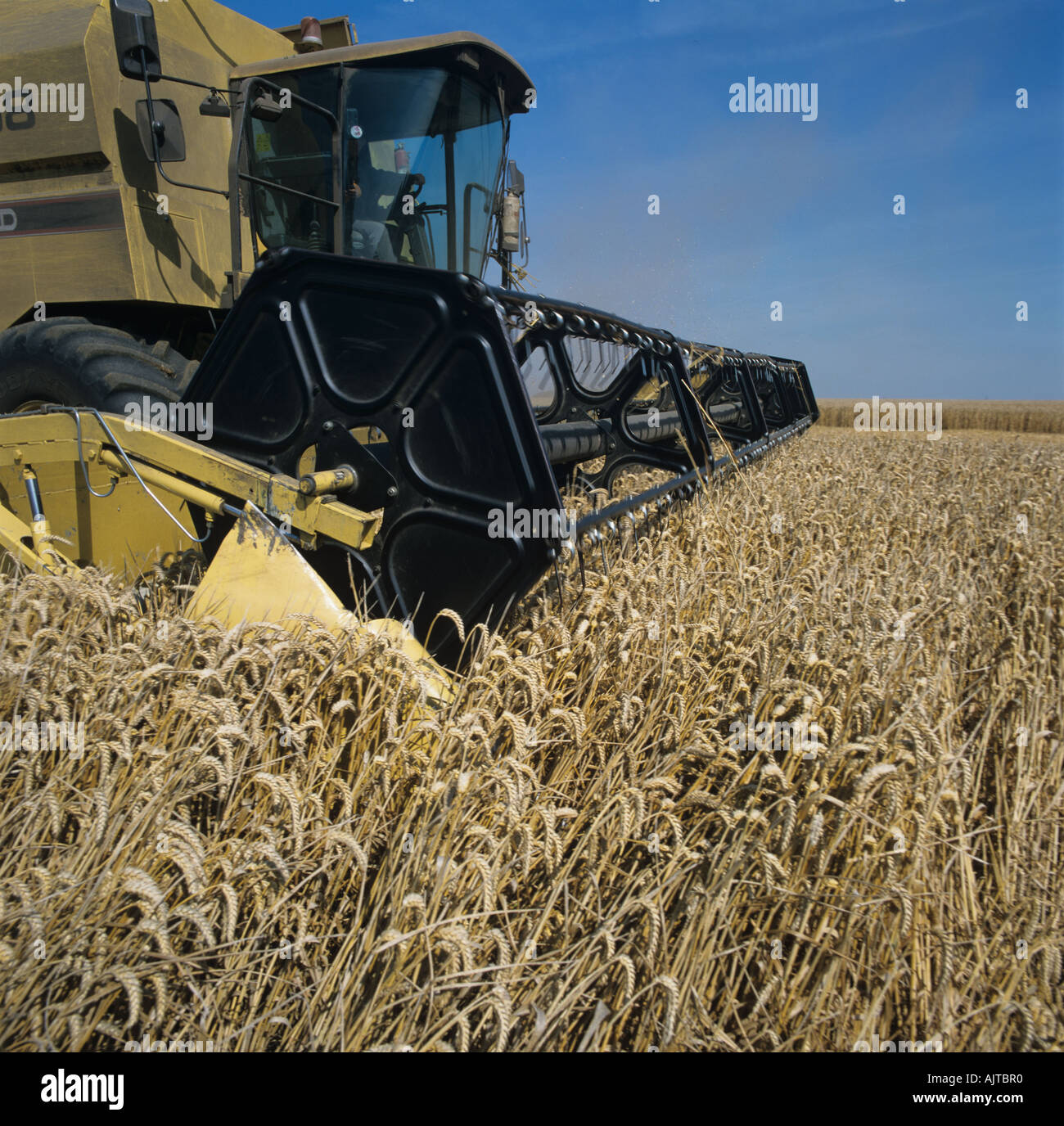 Close up of header on New Holland combine harvesting a ripe wheat crop ...