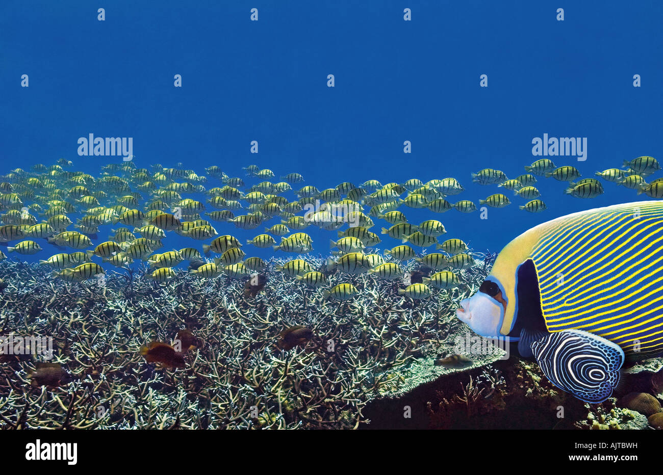 imperator angelfish swimming with juvenile Stock Photo - Alamy
