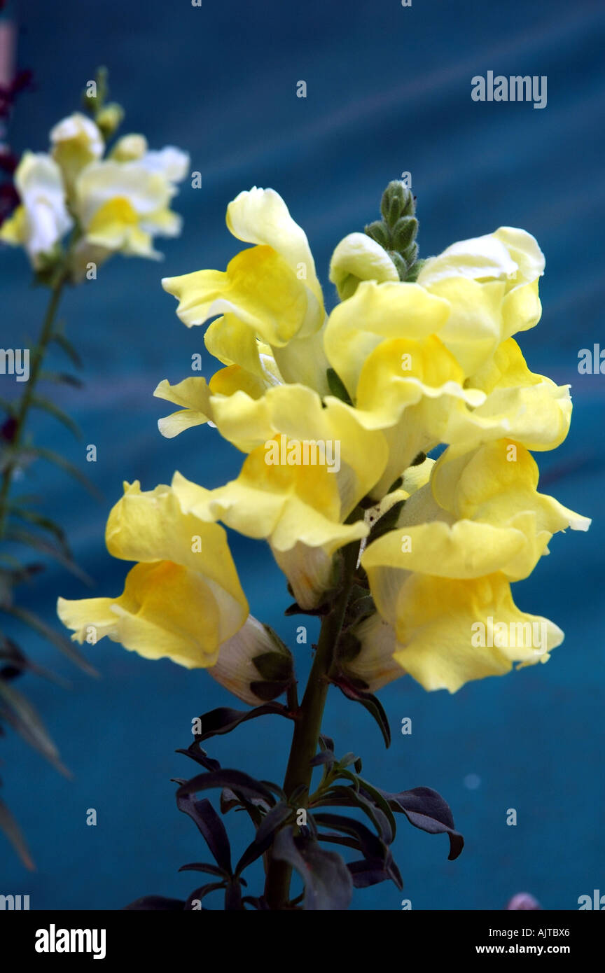 Muflier flower hi-res stock photography and images - Alamy