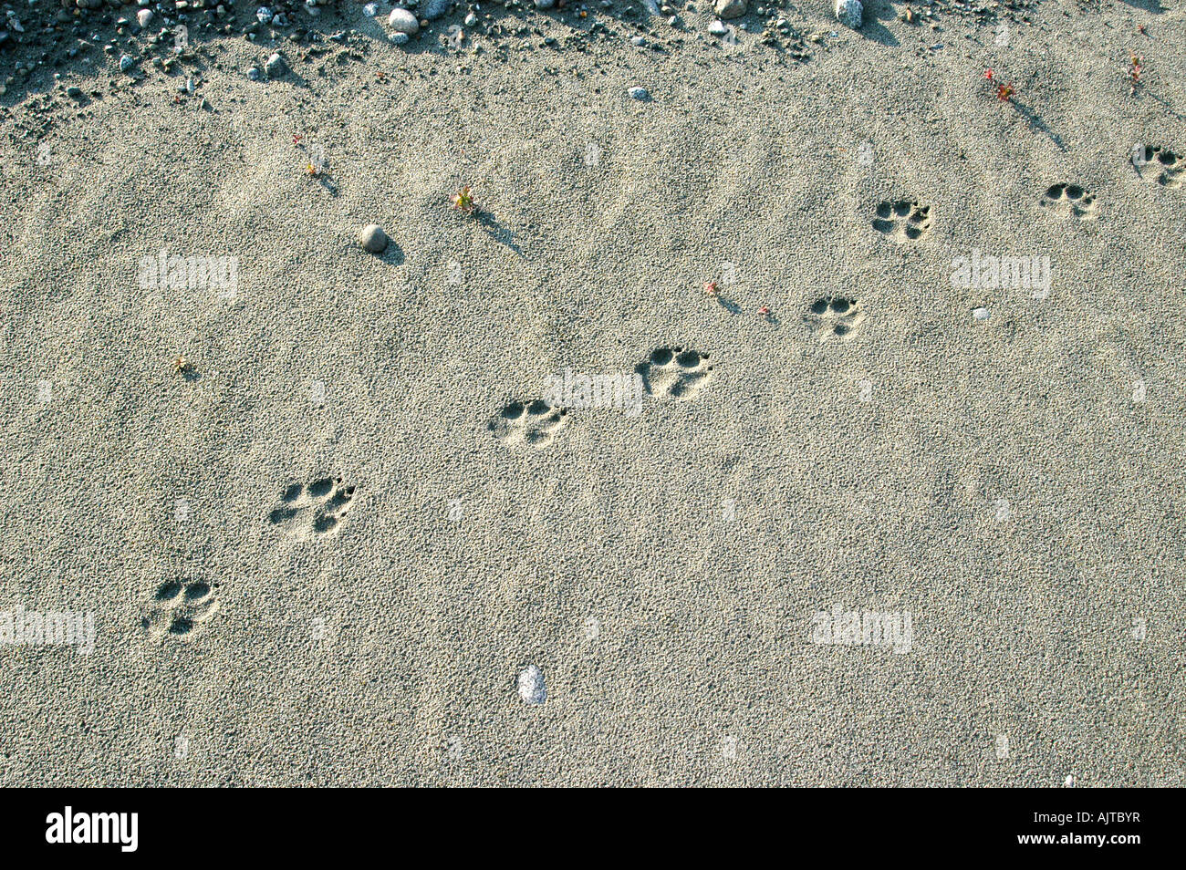 Grey Wolf Tracks