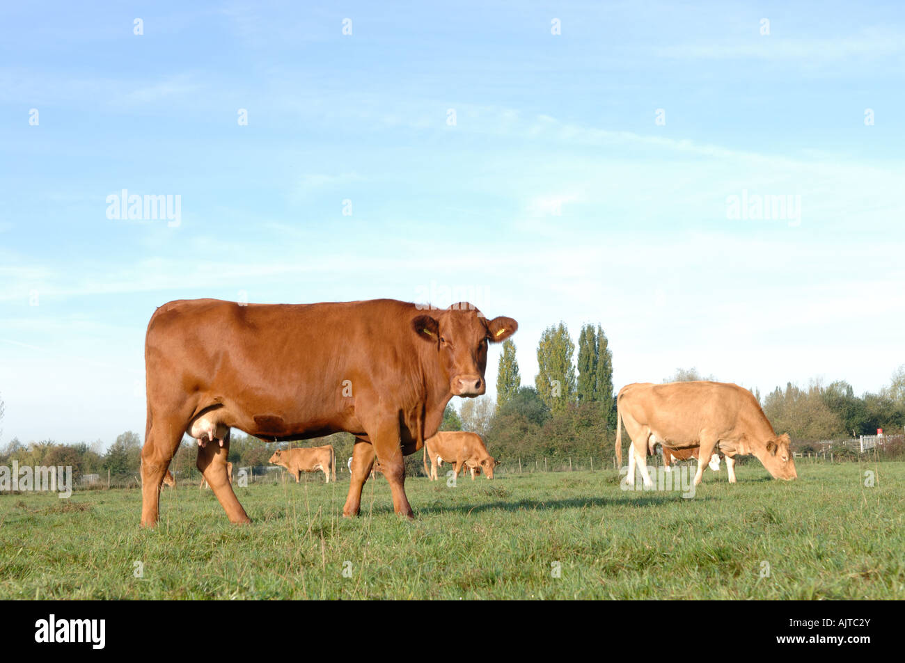 Cows in field Stock Photo - Alamy