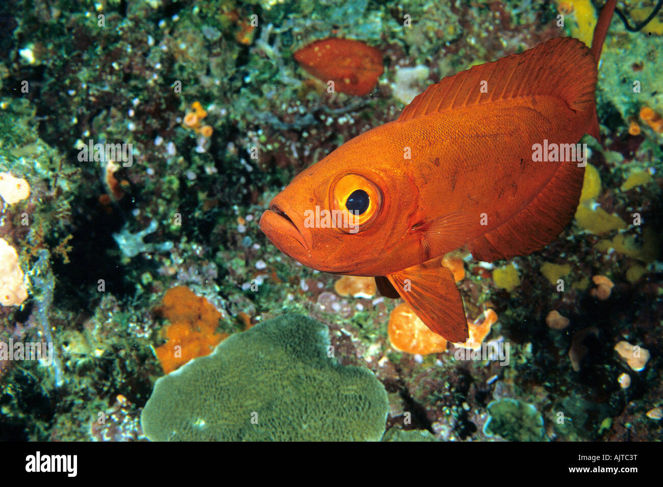 crescent tail bigeye Priacanthus hamrur Micronesia Pacific Palau Stock ...