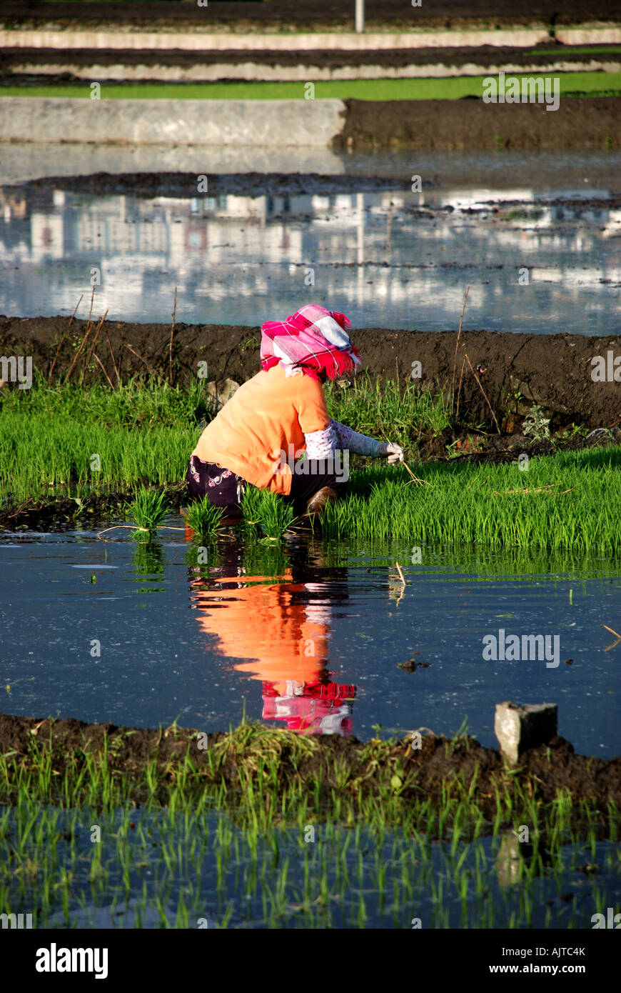 A woman gathering rice in Dali Yunnan South West China Stock Photo - Alamy
