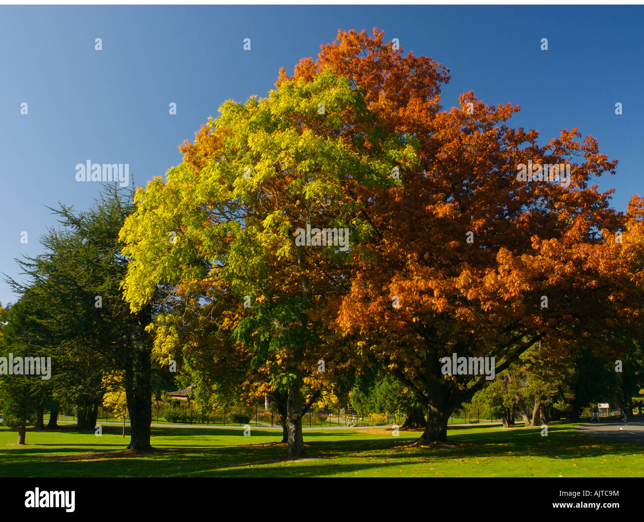 Changing colors of the trees at Point Defiance Park, Tacoma, Washington ...
