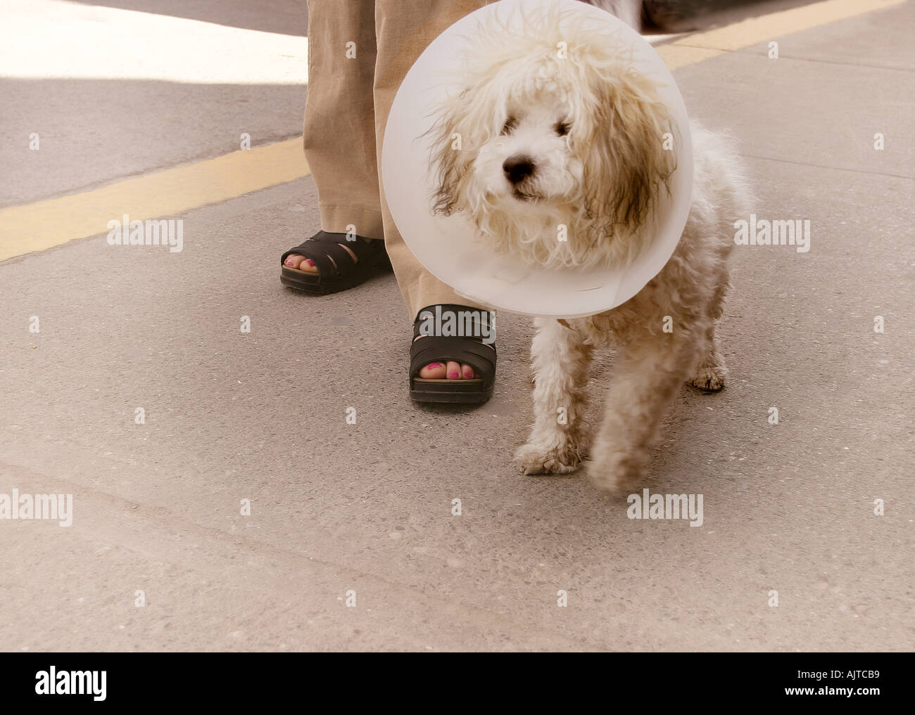 Dog Cone Around Head High Resolution Stock Photography and Images - Alamy