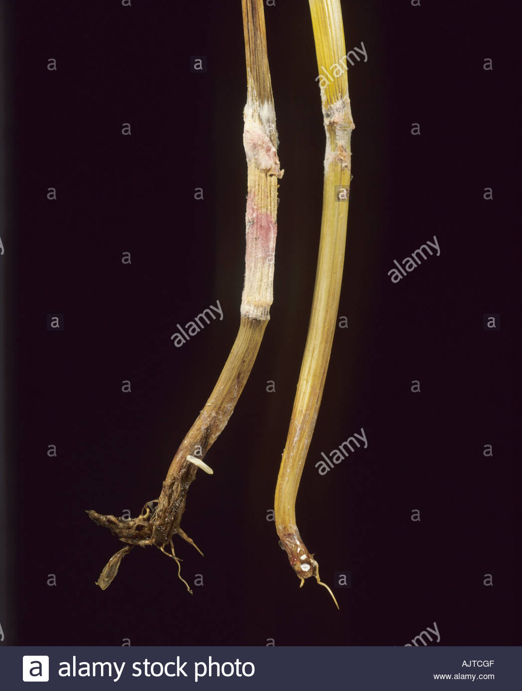 Damage By Fusarium Stock Photos & Damage By Fusarium Stock Images - Alamy