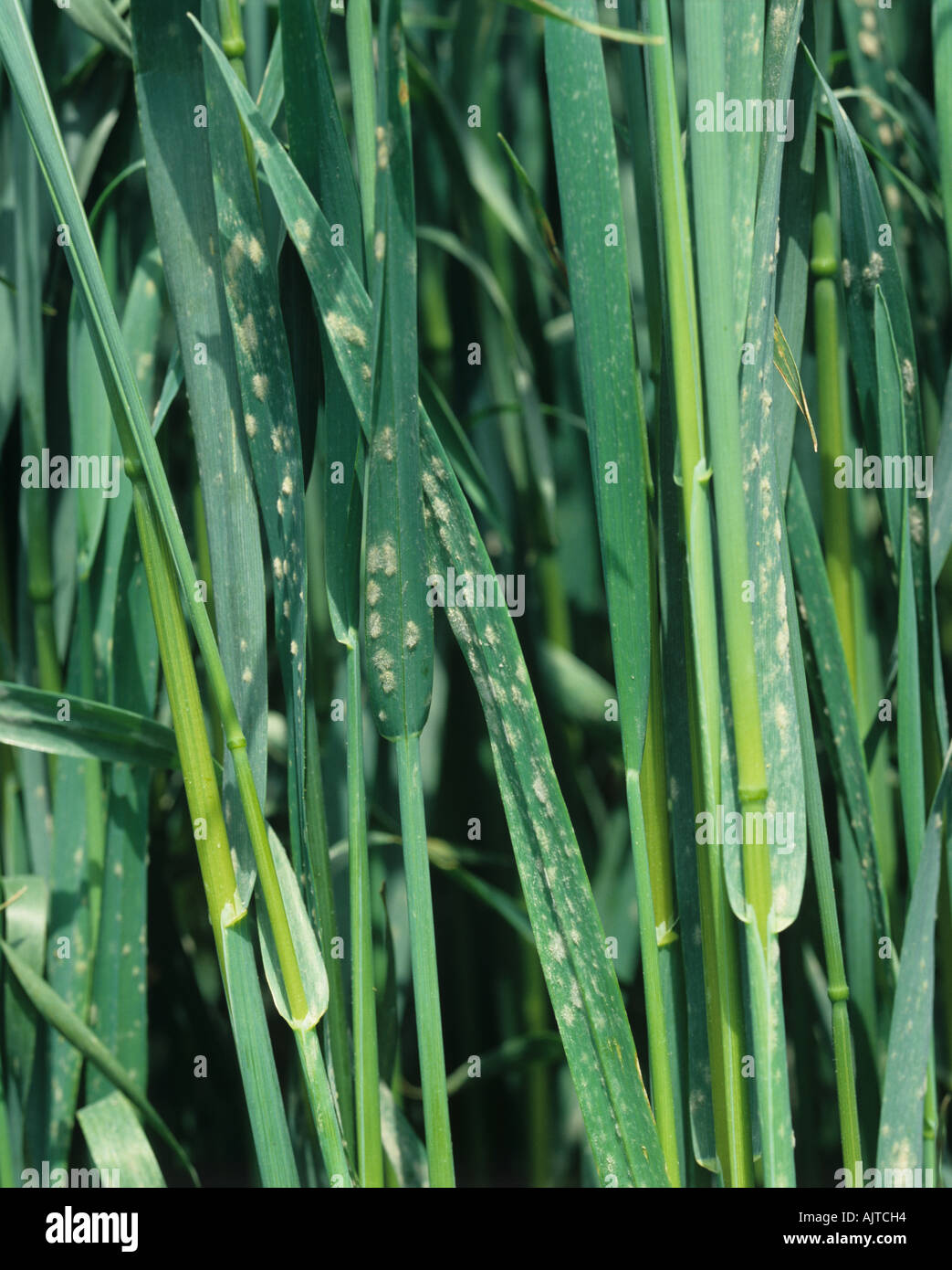 Powdery mildew Erysiphe graminis infection on oats crop Stock Photo - Alamy