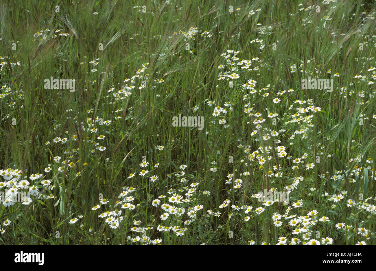 Scentless mayweed Matricaria perforata flowering in a barley crop in ...