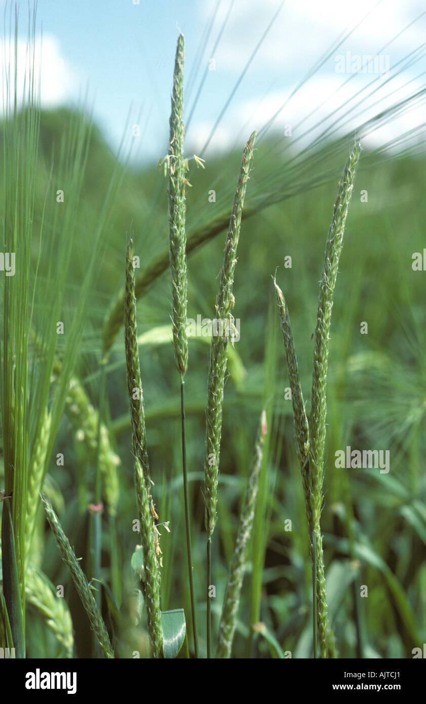 Blackgrass Alopecurus myosuroides flowering grass in barley crop in ear ...