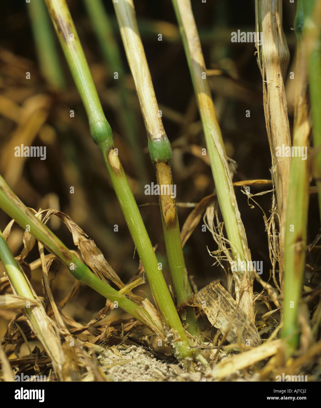 Sharp eyespot Ceratobasidium cereale) lesions on wheat stem base France ...