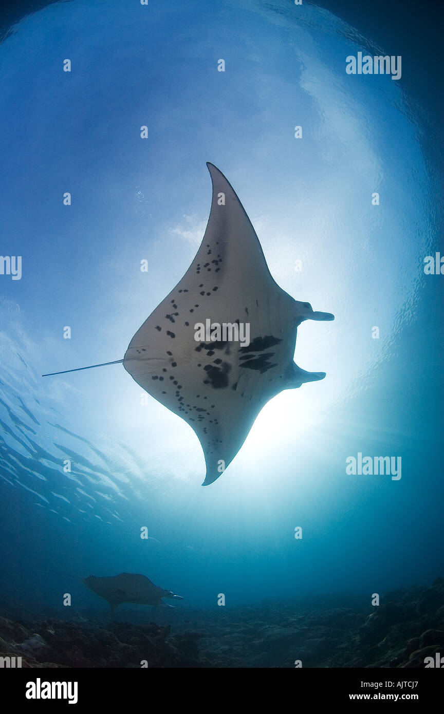 Manta pair hi-res stock photography and images - Alamy