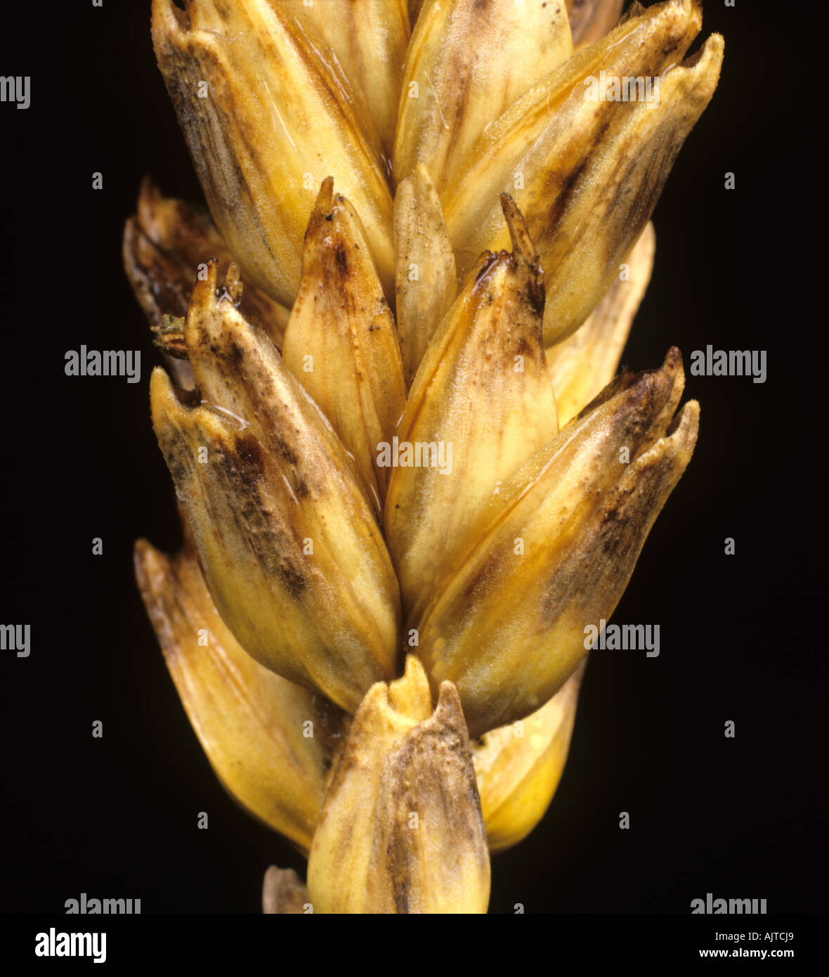 Glume High Resolution Stock Photography and Images - Alamy