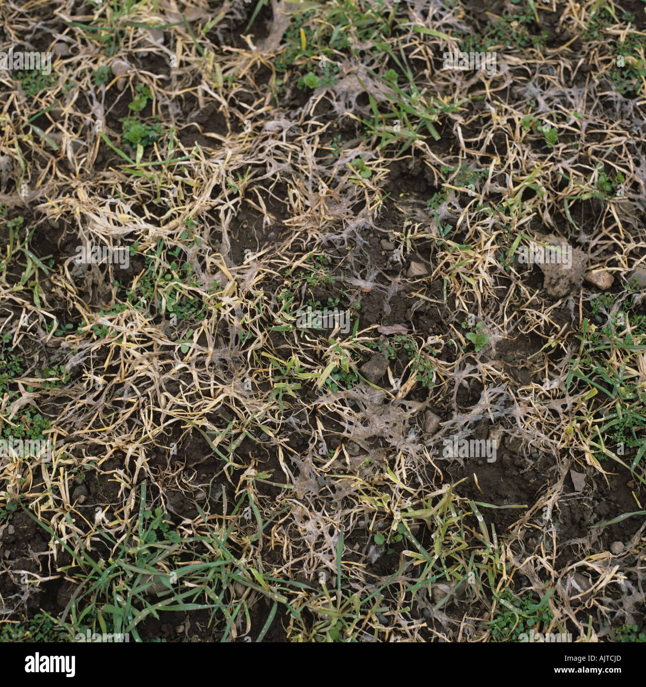 Speckled snow mould or snow rot Typhula incarnata damage to young ...