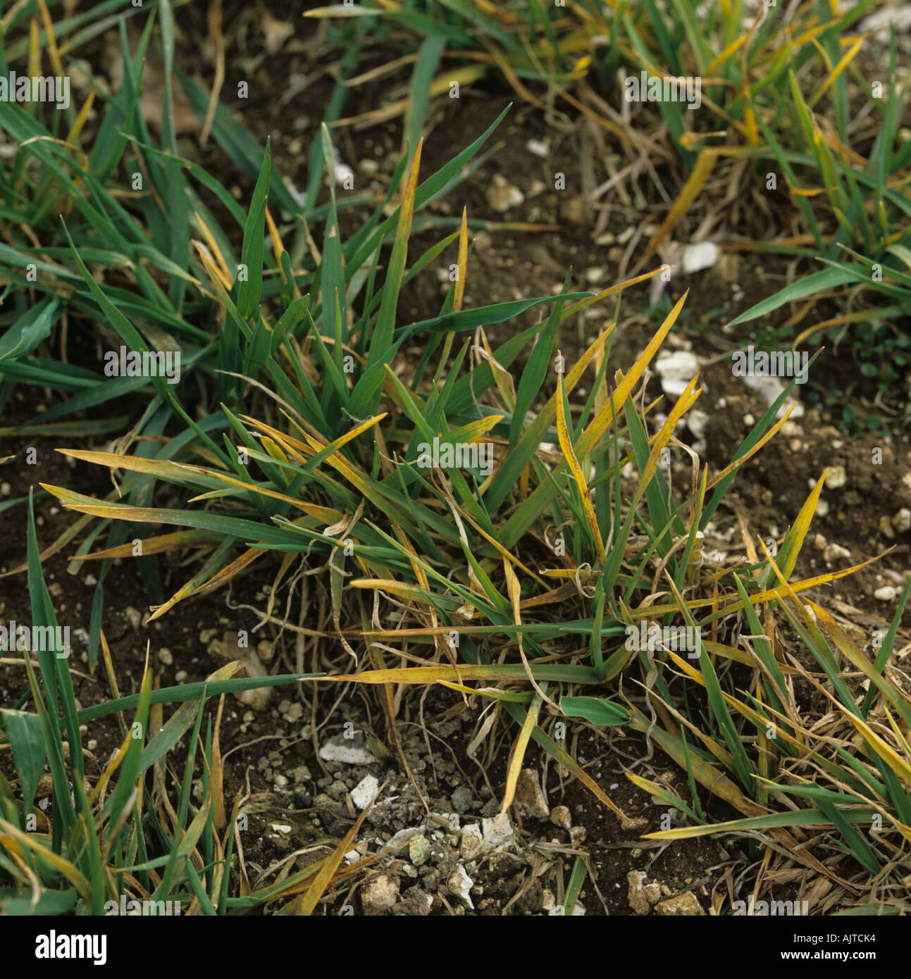 Barley yellow dwarf virus BYDV symptoms on young barley plants Stock ...