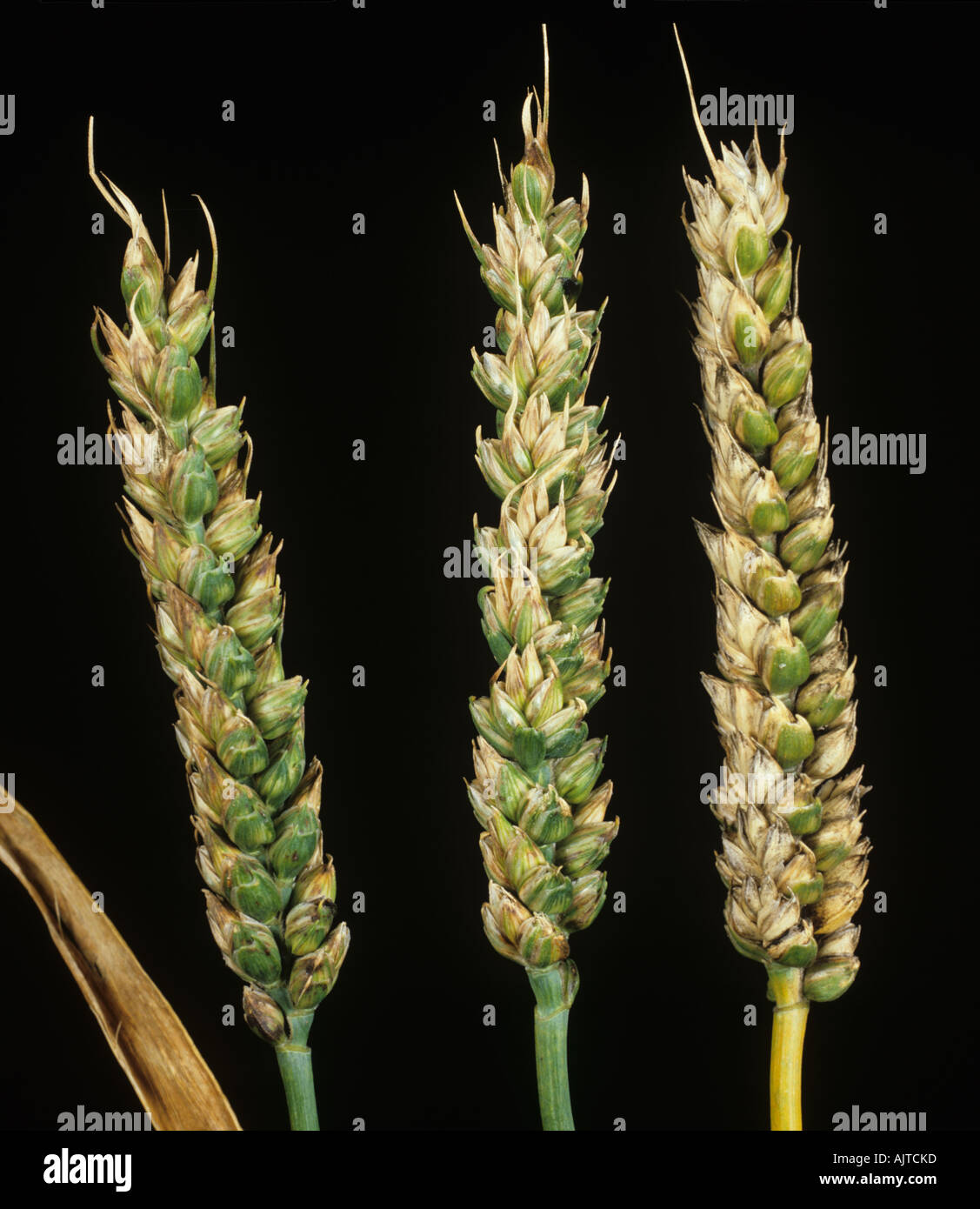 Bunt covered smut tilletia tritici hi-res stock photography and images ...